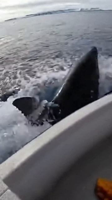 #shorts пингвин