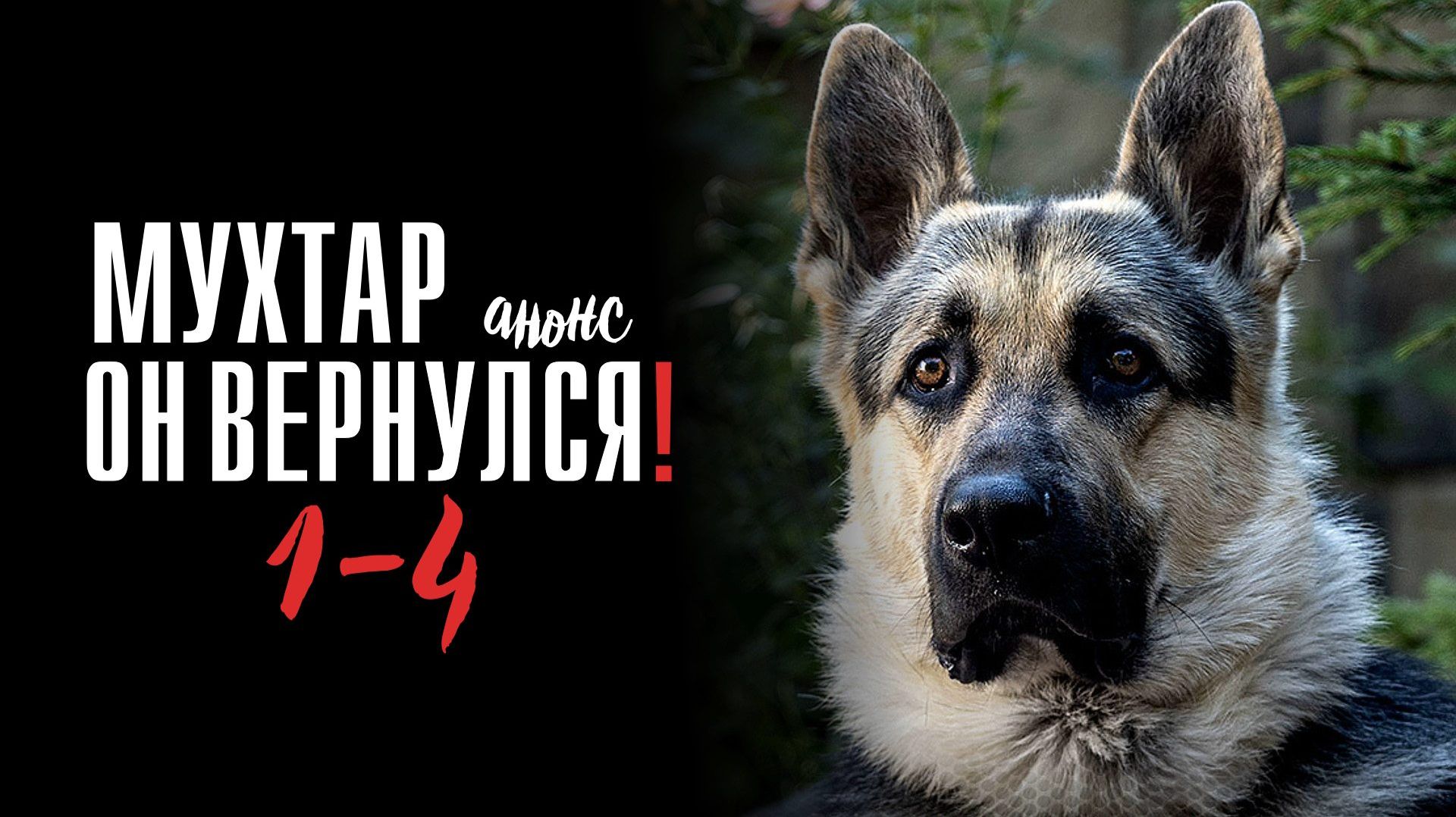 Мухтар Он вернулся 1-4 серия (2025) Анонс и дата выхода сериала