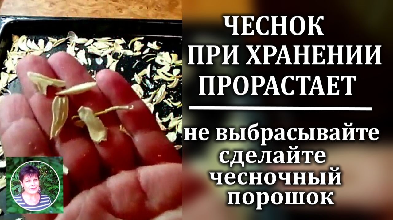 Как спасти проросший чеснок: делаем домашнюю специю-чесночный порошок. Лучше магазинной!