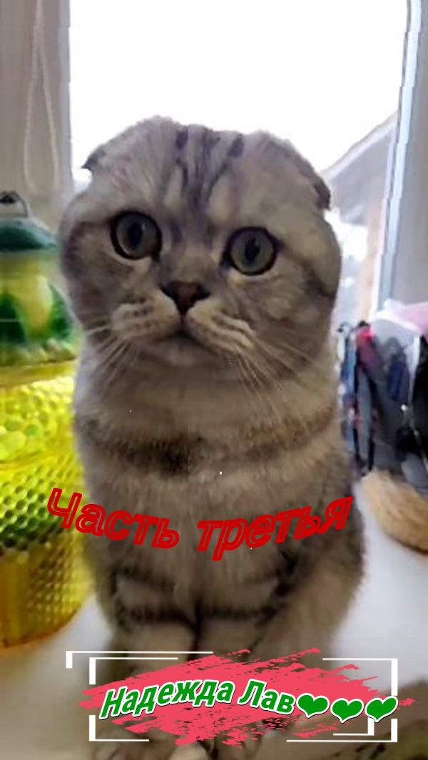 Счастье с кошачьими глазами-часть третья