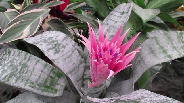 Эхмея полосатая экзотика в доме