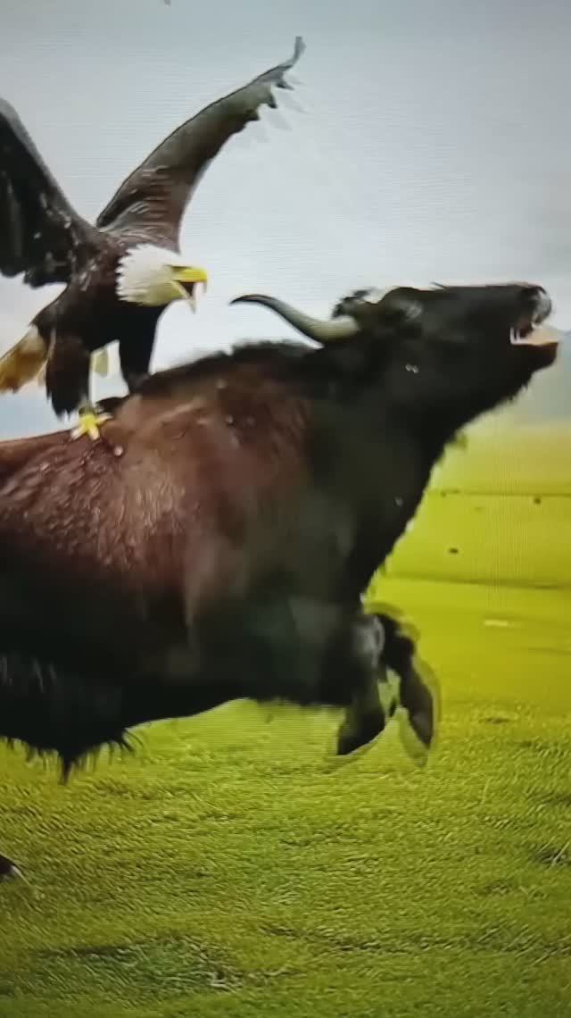 Схватка Орлана с диким Быком😯😳🤔#Shorts