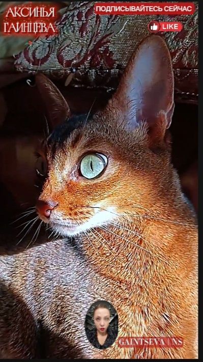 2 января 2026 г. 
 Аксинья Гаинцева.