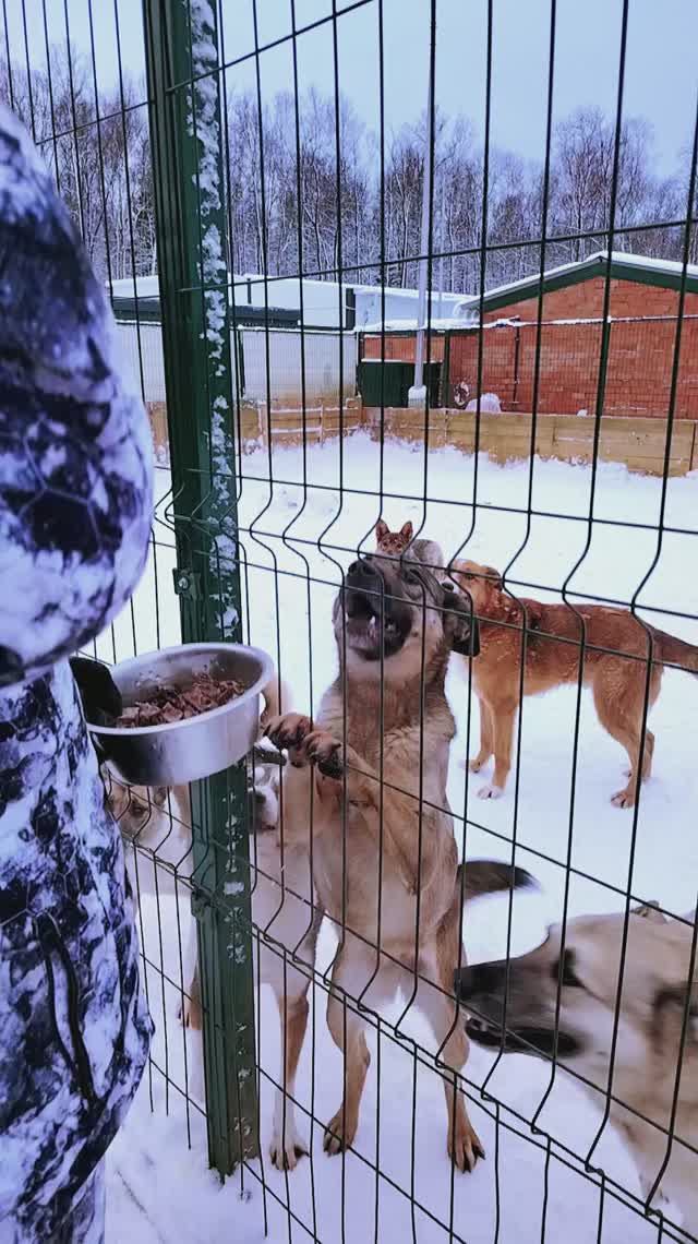 "Красота по Курту Собейну"❄🌠 ❥ Приют в Малинках