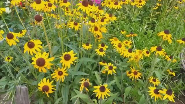 Кот и цветы