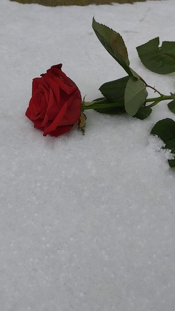 Роза на снегу