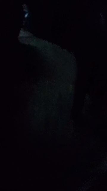 КОШКИ И ЭЛ.МЫШКА НА ЗАРЯДКЕ video_2026-01-02_15-07-10