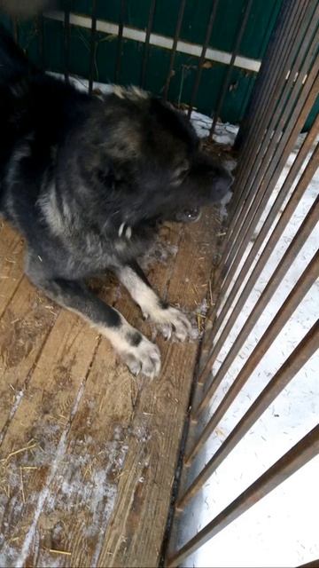 Кавказская овчарка в ярости