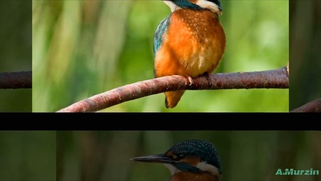 Alexander Karshkov - Запоздалые мечты - Belated Dreams