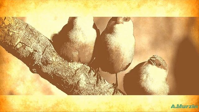 Alexander Karshkov - Dreams