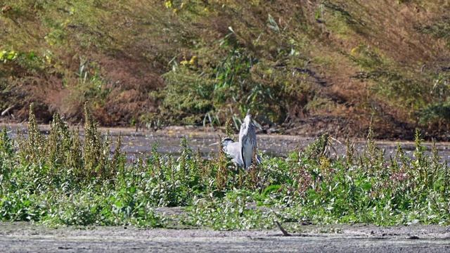 Серые цапли