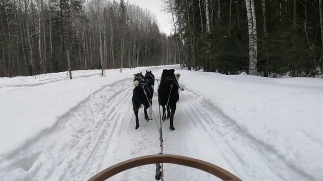 Быстрые сибирские лайки и хаски! Гонка на краю света!