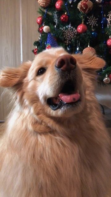 С Новым 2026 годом!