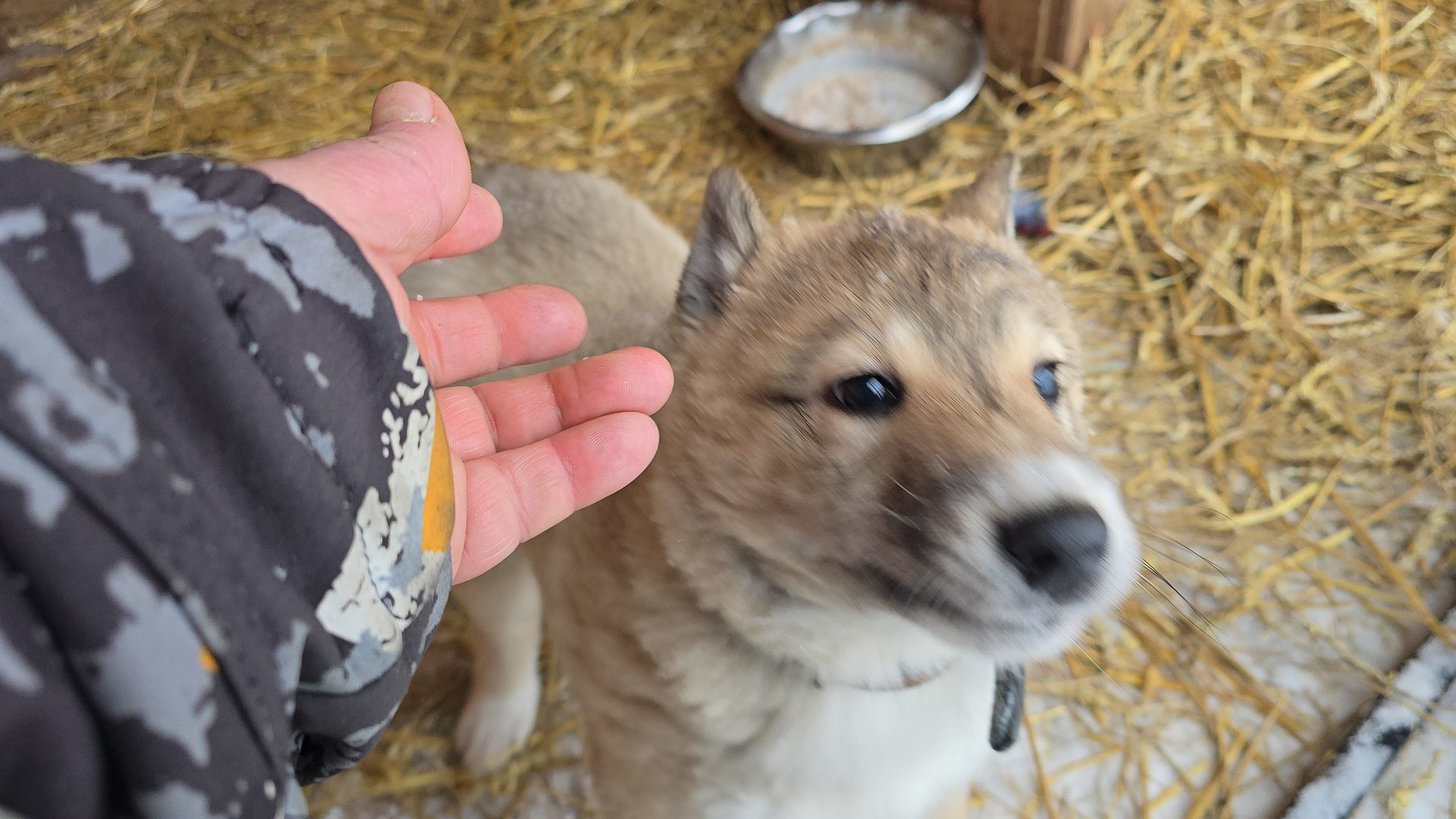 Перед отъездом щенка