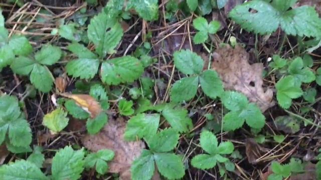 В лес со сковородкой