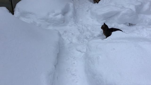 Доброе утро! Мой лес снова с интернетом!