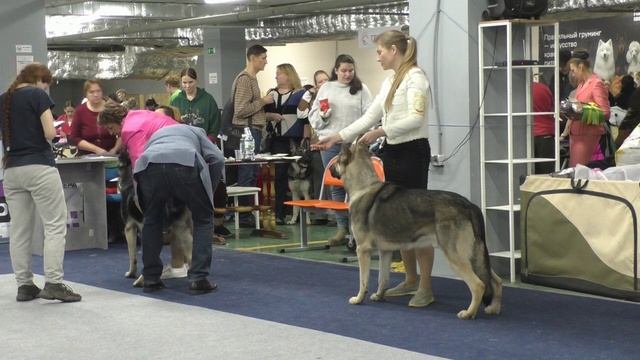 Каспер Кайс с Печатью Велеса