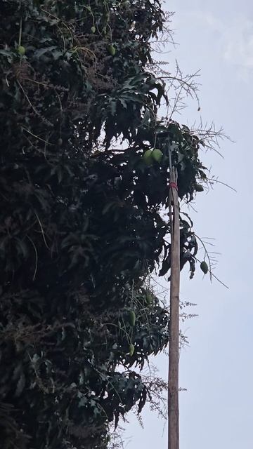 Сбор манго прямо на улице Паттайи