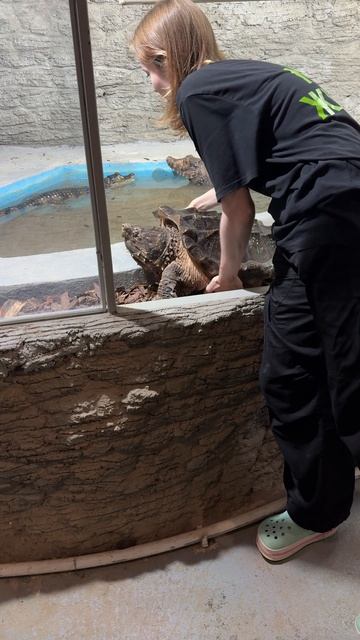 Тяжеленная черепаха