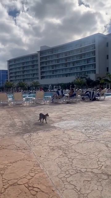 Встретили котенка на Кубе