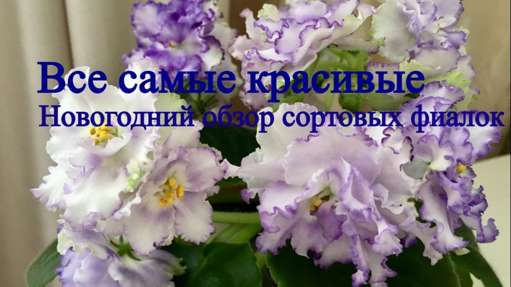 Фиалки 2026 Обзор самых красивых сортов. Новороссийск
