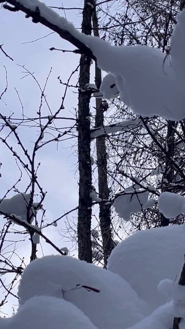 Дятел на зимней тропе