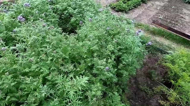 Сидерат фацелия