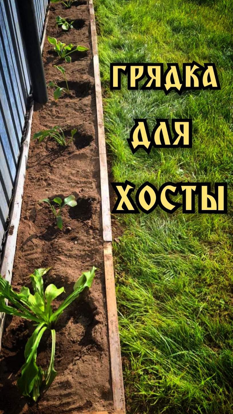 Своими руками. Грядка-клумба. Хосты.