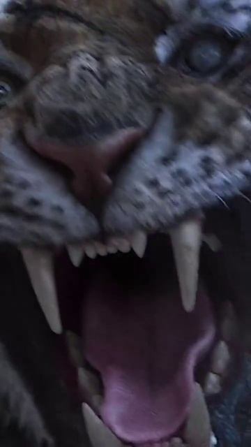 GÖNDEER GELSİNN😌