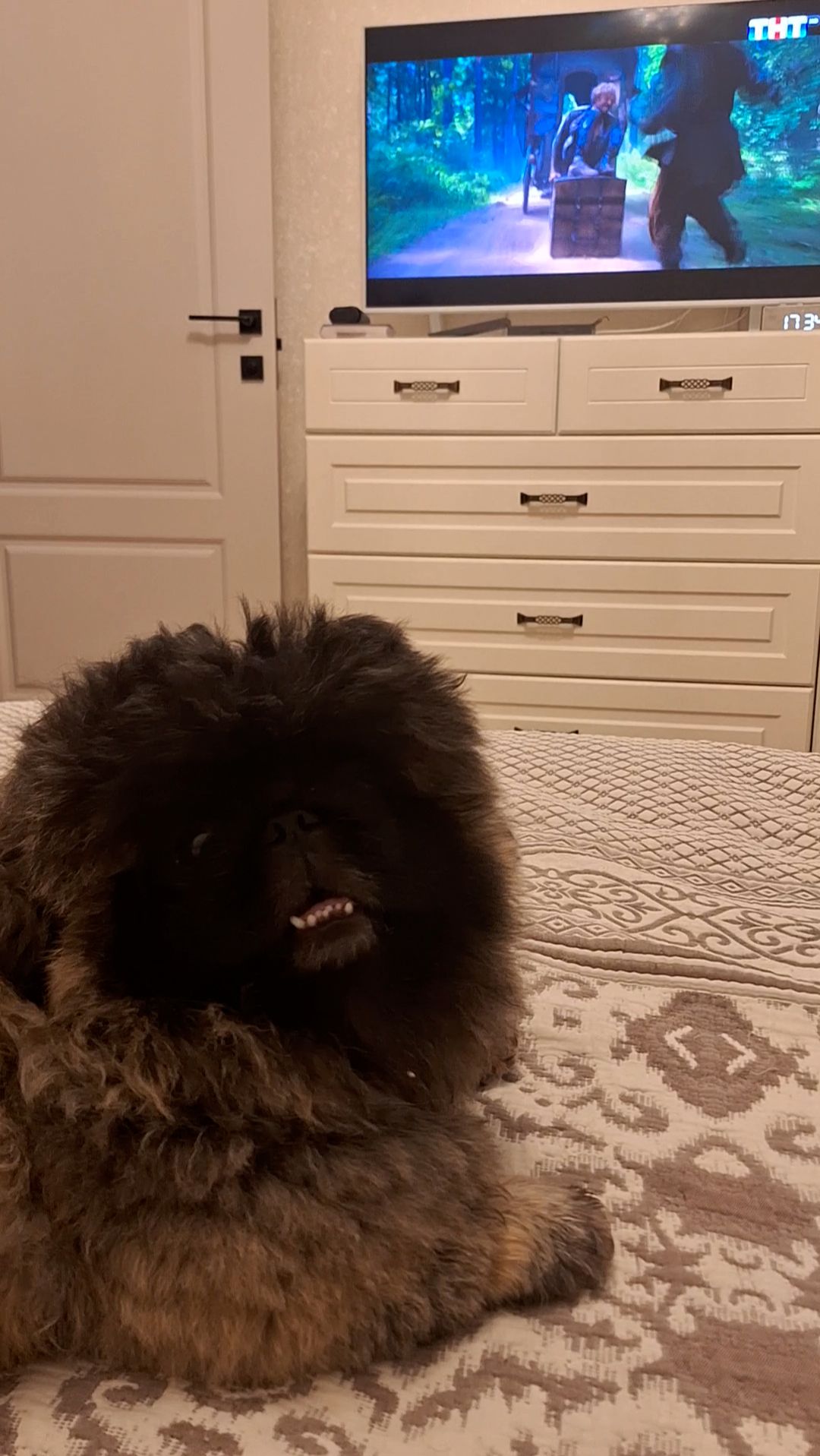 Пекинес Дендик смотрим кино вместе