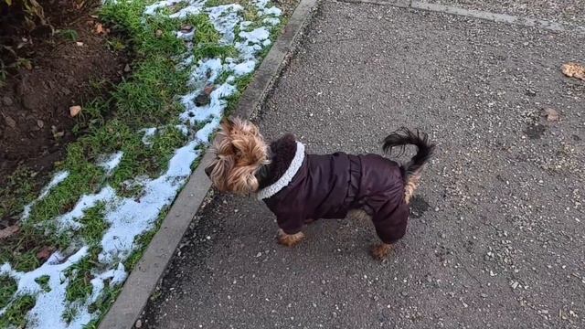 Йорк Аллергия 3 янв 2026