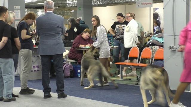 Русская Легенда Огненная Птица