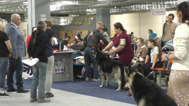 Милый Страж Диксон