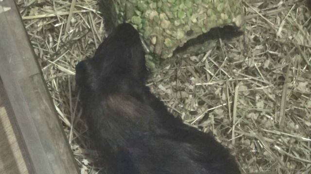 Блэкки апр 2023