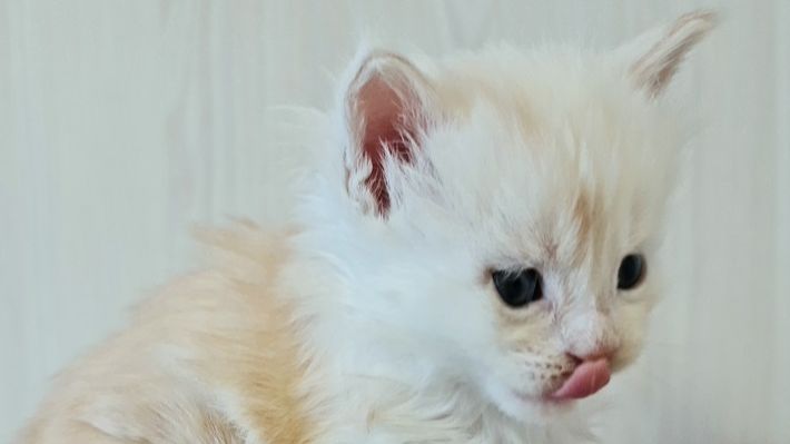 Мейн-кун красный дым, мальчик 1 месяц, д.р. 03.12.2025