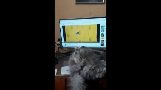 Шеба смотрит кино