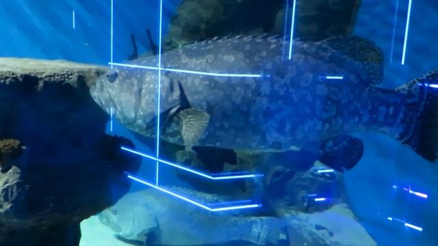 Новосибирский Океанариум