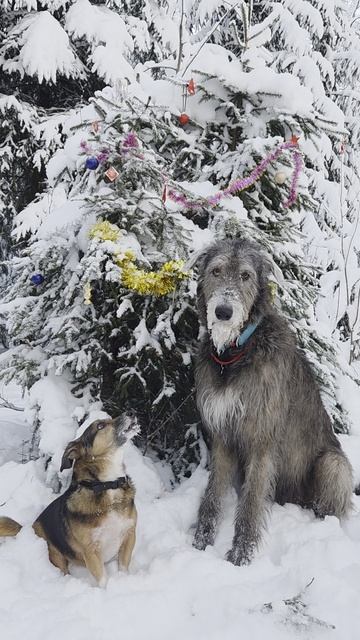 С Новым Годом !!! 🎄🎄🎄 Вас поздравляет Ирландский Ром Из Волшебного Леса и его друг ✨✨✨