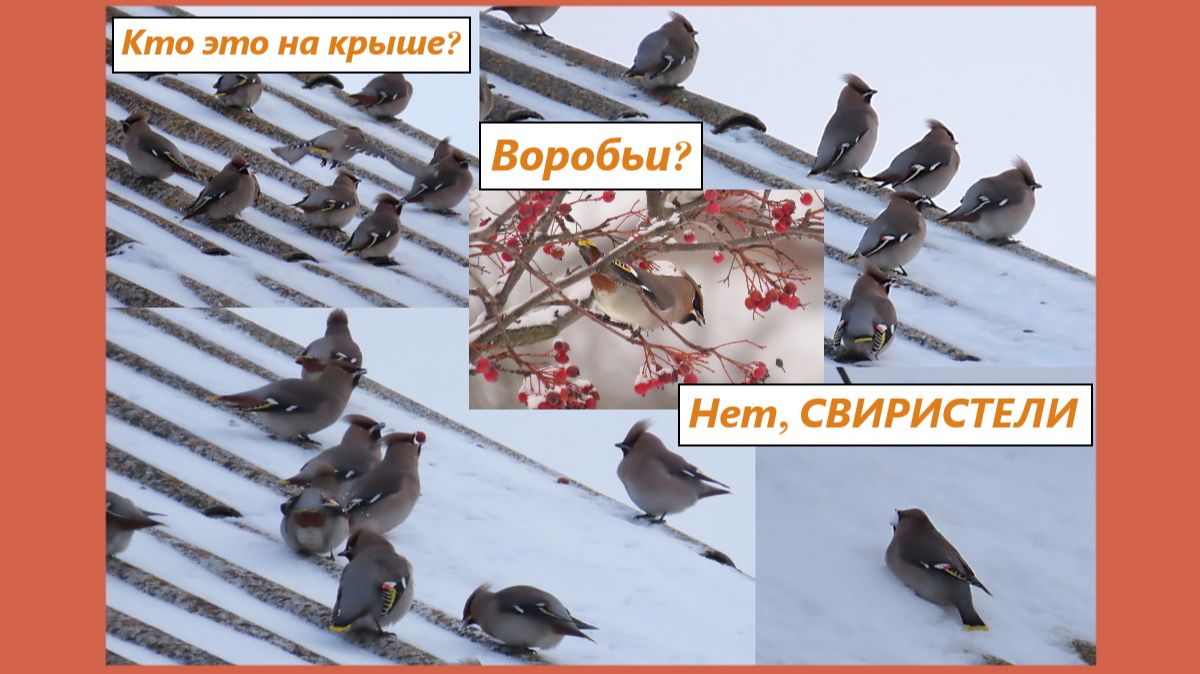 Стайка воробьёв? Нет. Это свиристели, едят снег на крыше дома.Там безопаснее, чем на земле