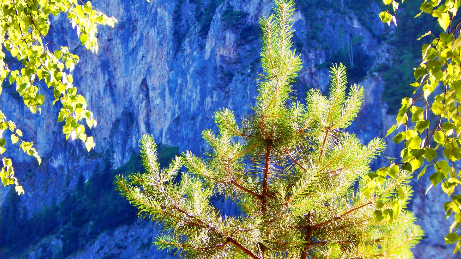 Катунь майская