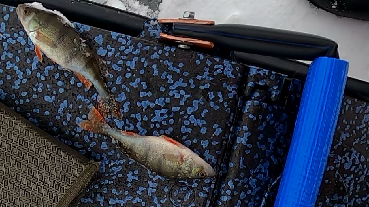 Ловля окуня на зимнюю блесну. Рыбалка как она есть!