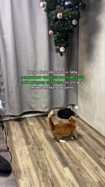 Поймут только христиане и любители животных