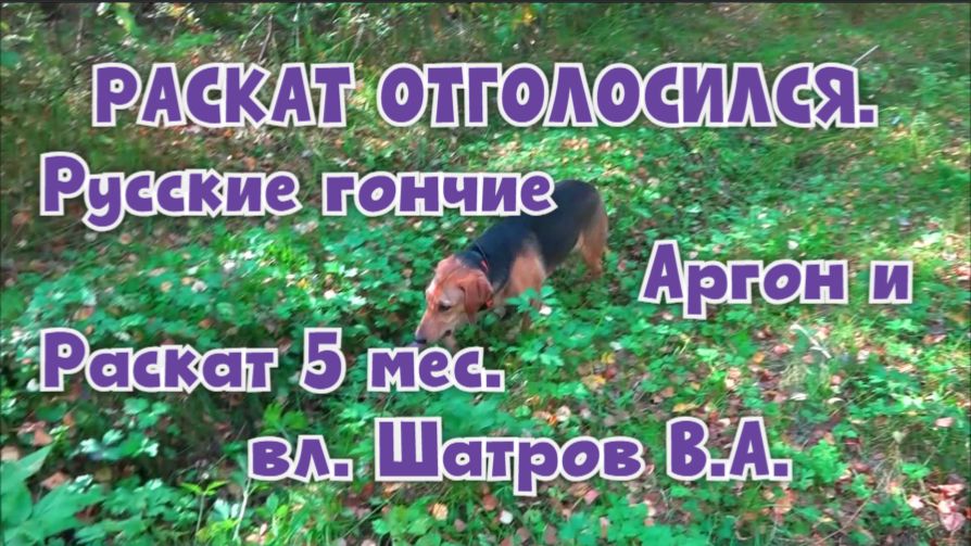 РАСКАТ ОТГОЛОСИЛСЯ . Русские гончие Аргон и Раскат 5 мес. вл. Шатров В.А.#охотасгончей#топ #hunting