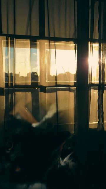 Кошка знает как надо ASMR