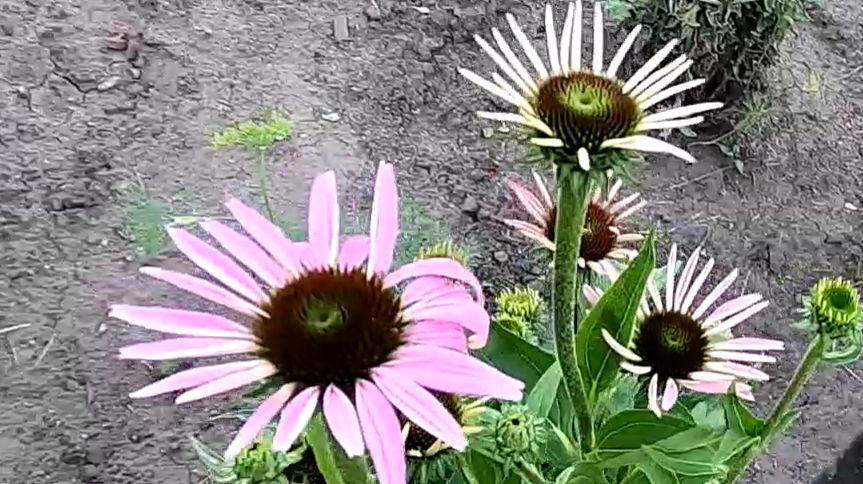 Выращивание эхинацеи из семян