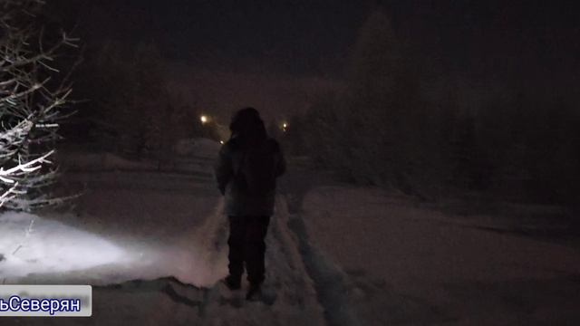 Зимний лес. Ночь. Невидимые следы зверей. 2026. ЖизньСеверян. Ямало-Ненецкий АО Лабытнанги