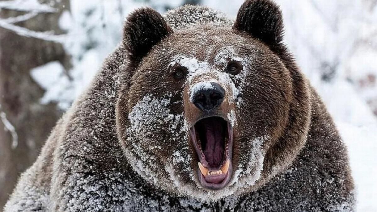 Хозяин леса