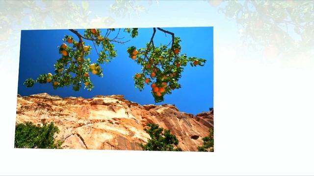 Electrical Suite - Моё желание