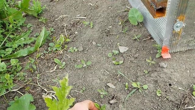 Мордовник-медонос прорастает спустя годы