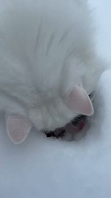 #shorts котенок